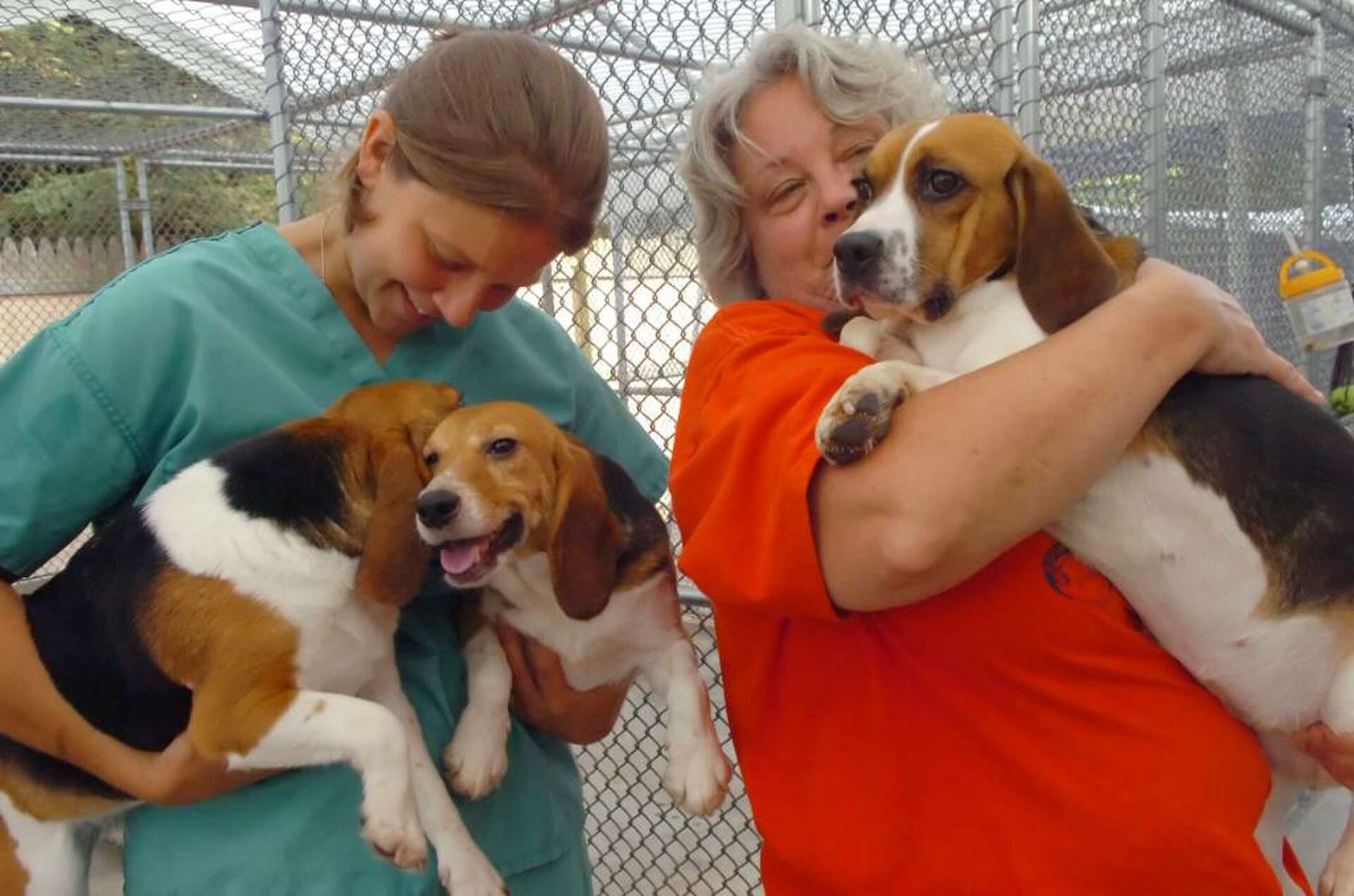 Beagles liberated from New Jersey lab up for adoption