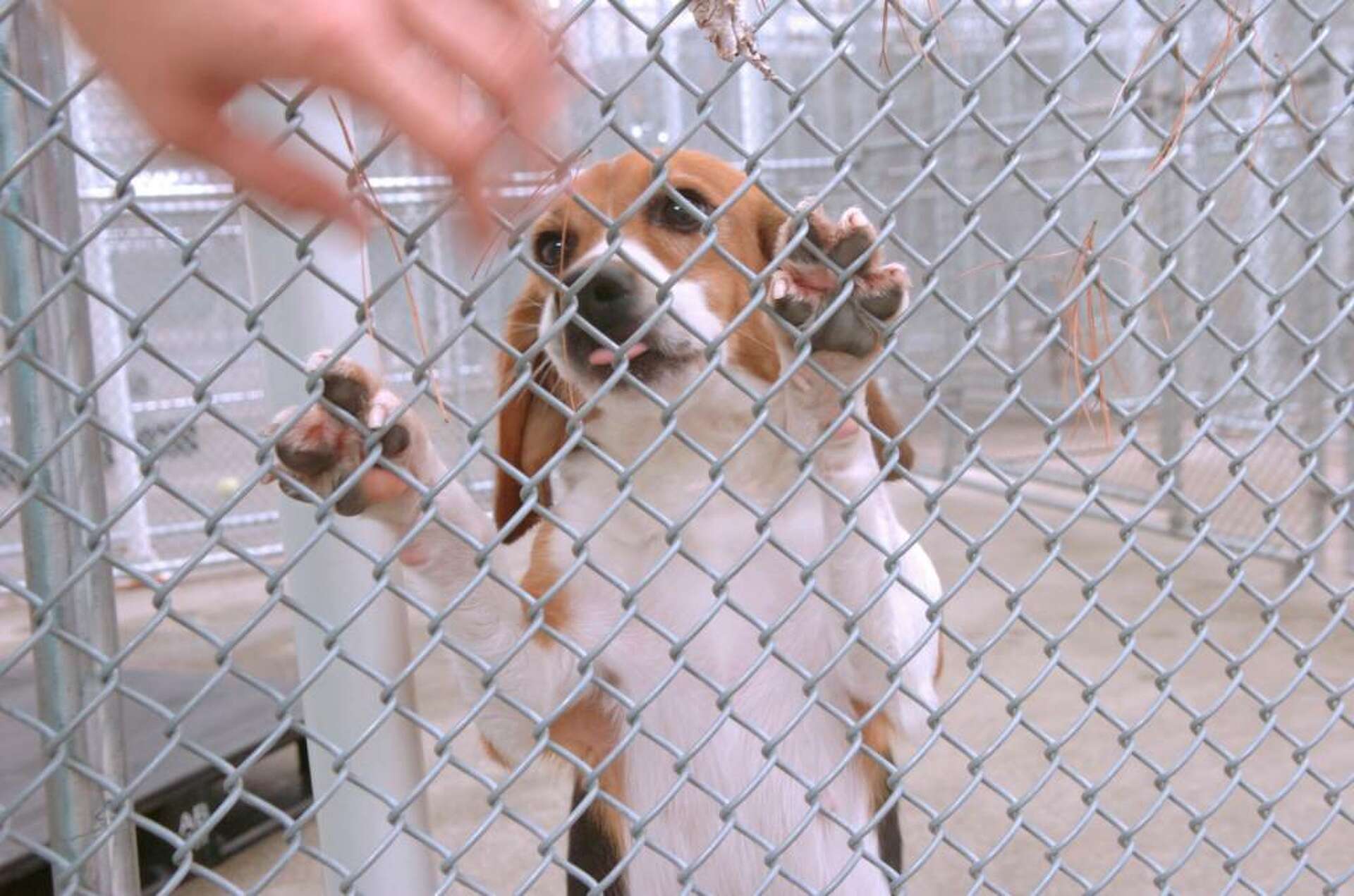 Beagles liberated from New Jersey lab up for adoption