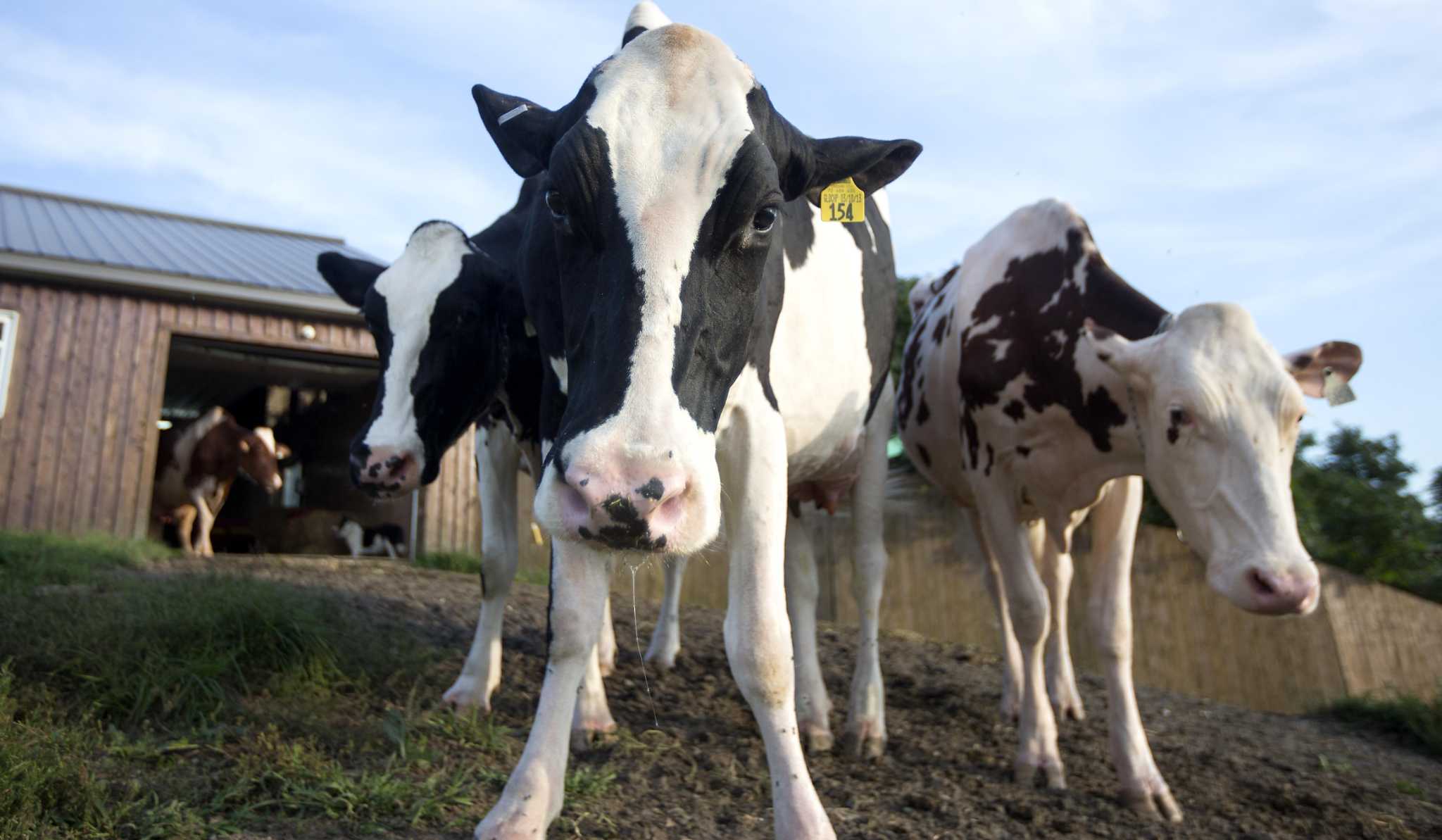 Cow manure methane may soon fuel cars, heat homes in Arizona