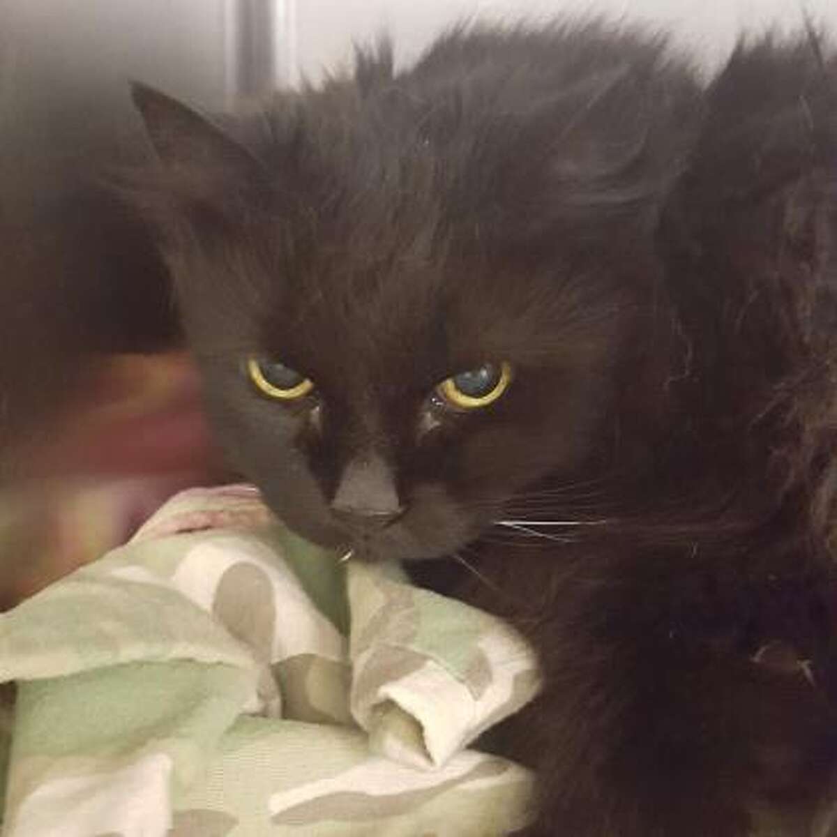 Photos: Adoptable pets at the Mohawk Hudson Humane Society