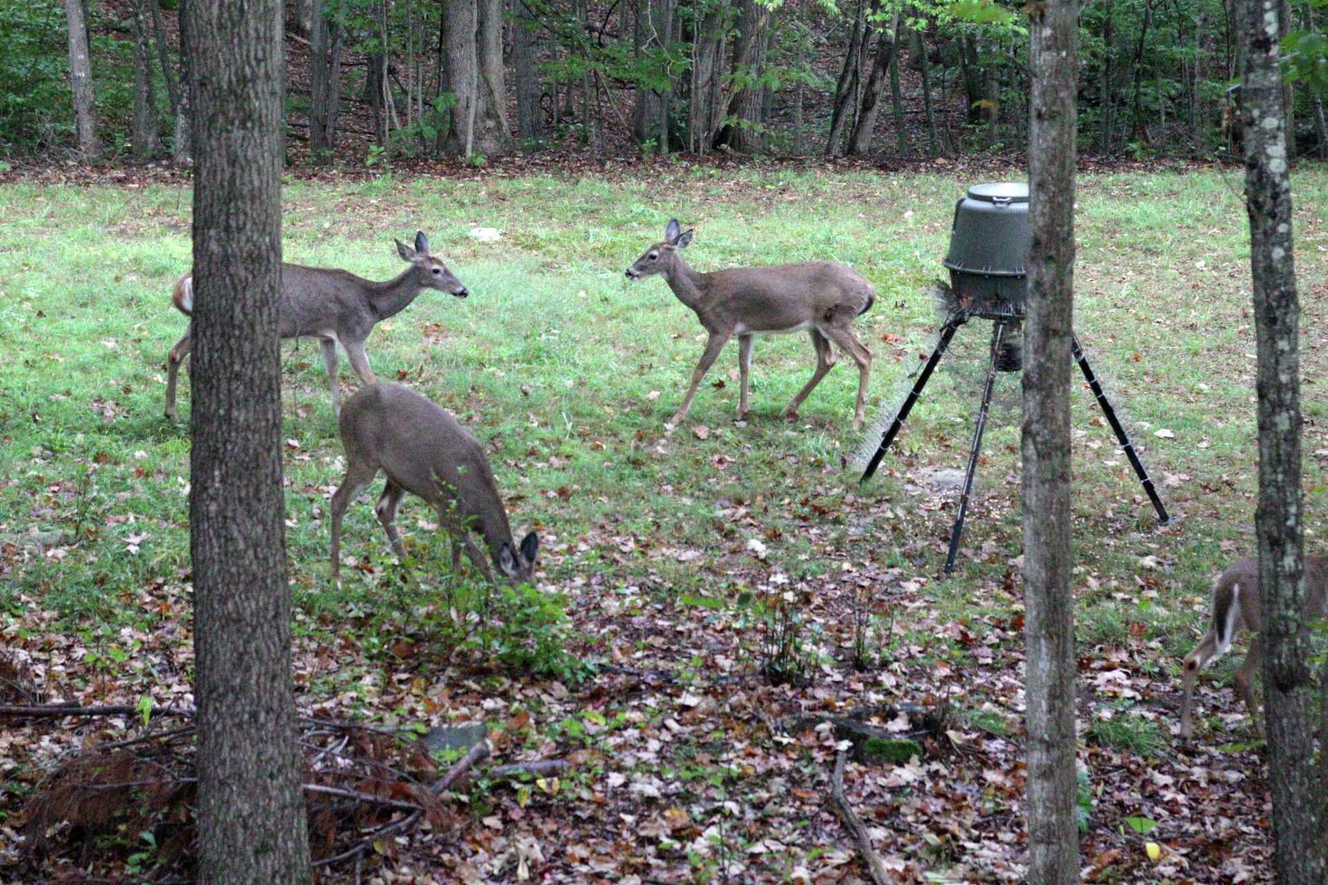 Deer hunting season opens