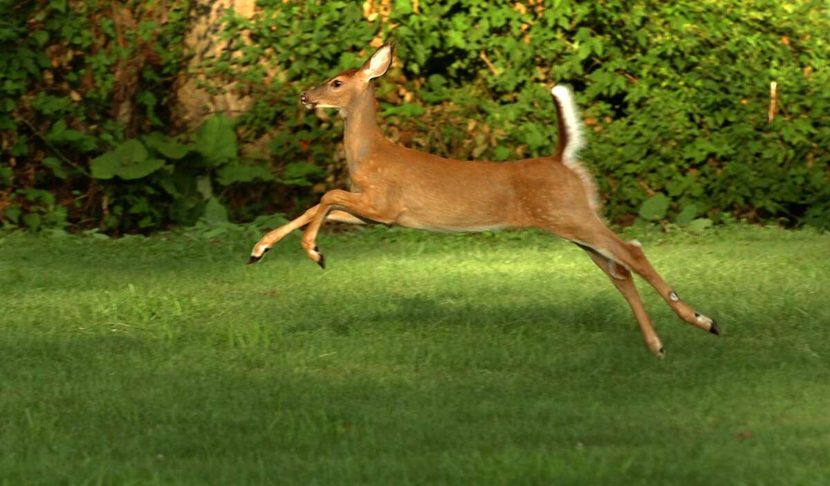 Deer hunting season opens