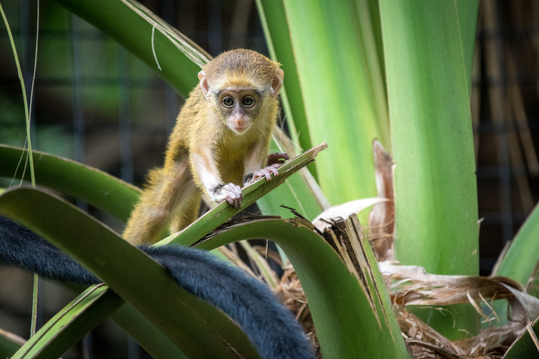 Houston Zoo shows off brand-new baby De Brazza's monkey