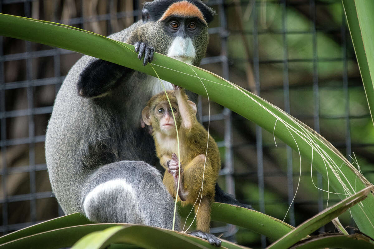 Houston Zoo shows off brand-new baby De Brazza's monkey