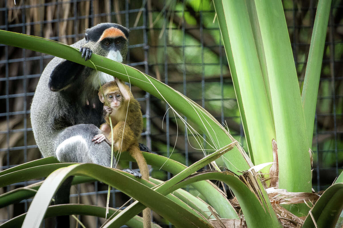 Houston Zoo shows off brand-new baby De Brazza's monkey