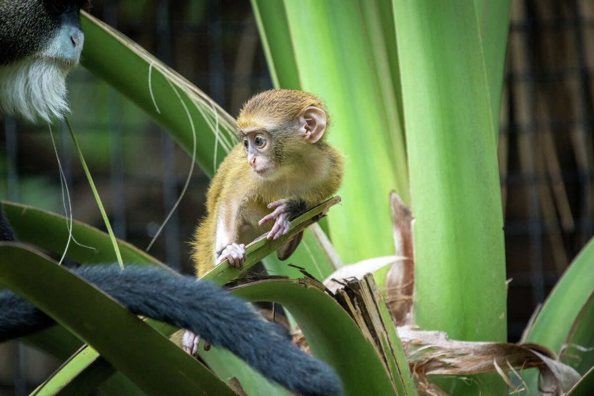 Houston Zoo shows off brand-new baby De Brazza's monkey