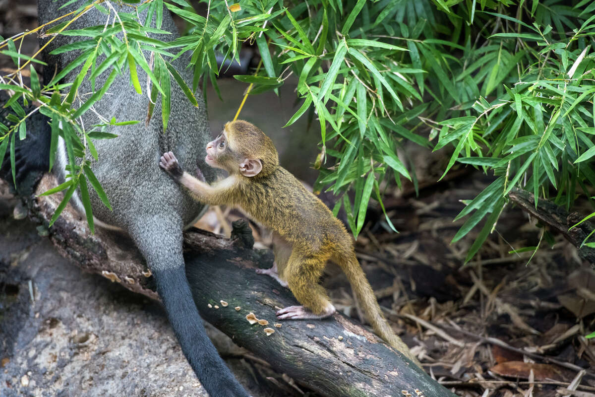 Houston Zoo shows off brand-new baby De Brazza's monkey
