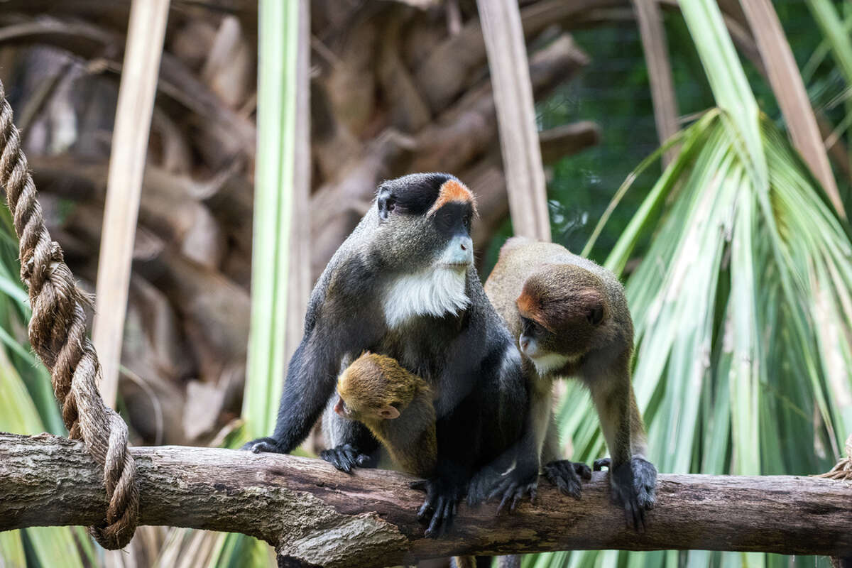Houston Zoo shows off brand-new baby De Brazza's monkey