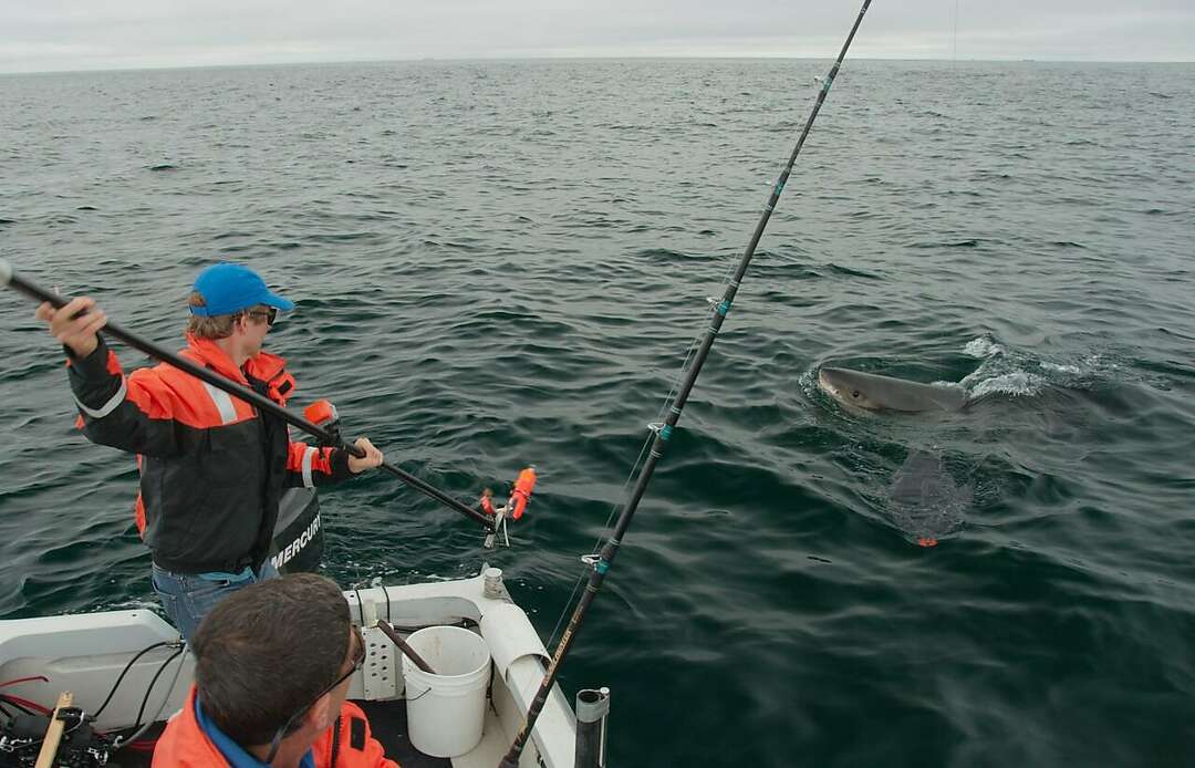 17-Foot-Long Great White Shark Bit Diver Near Farallon Islands Tuesday