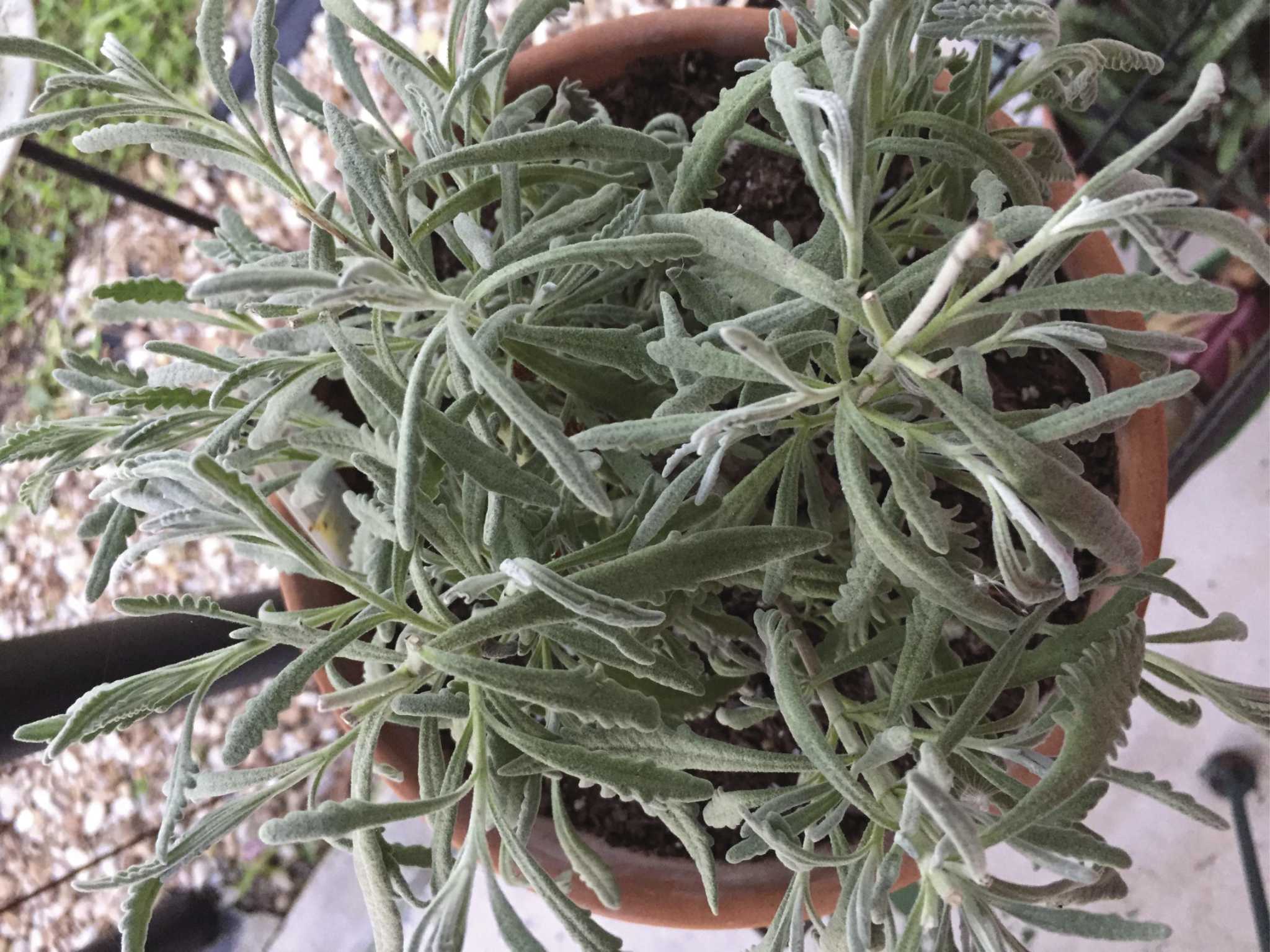 Lavender Plant Leaves