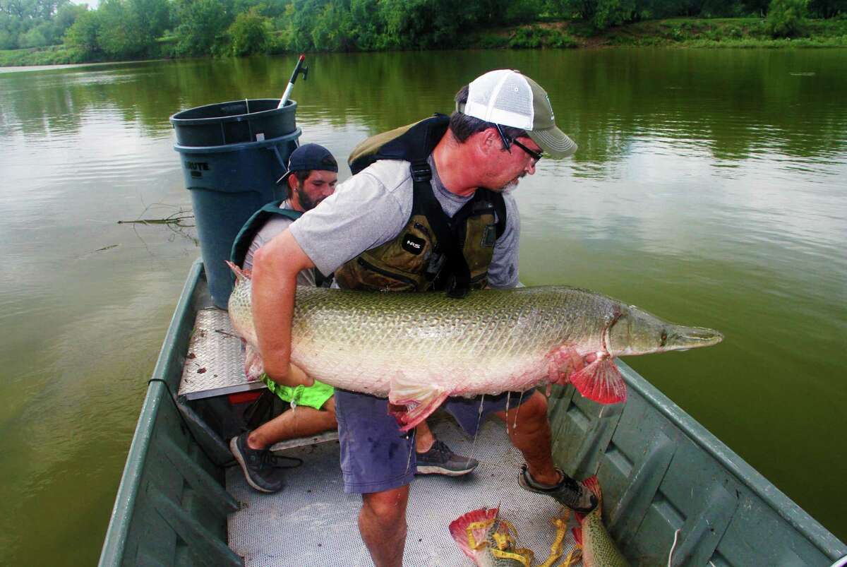 Texas focuses research on alligator gar