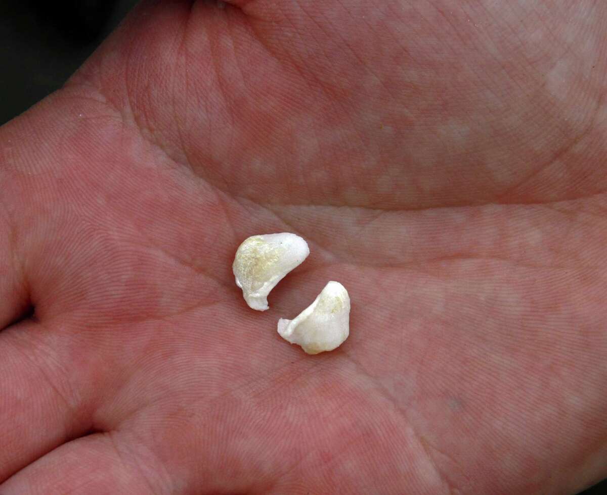 Texas focuses research on alligator gar