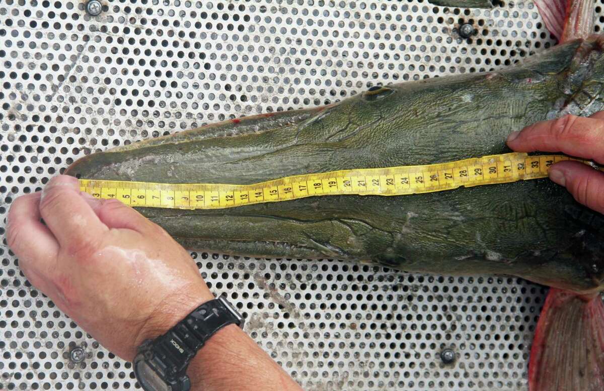 Texas focuses research on alligator gar