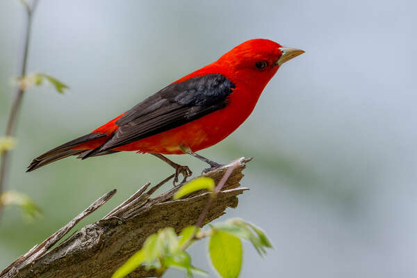 How Houston can help migratory birds - HoustonChronicle.com