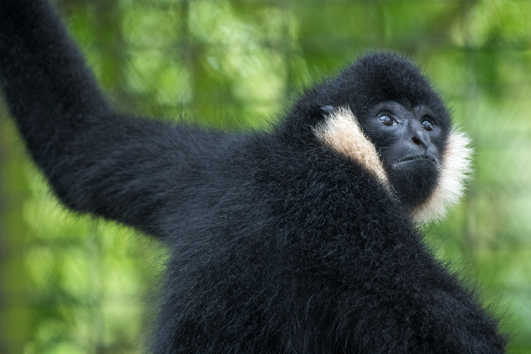 Monkeys with white sideburns debut at the Houston Zoo