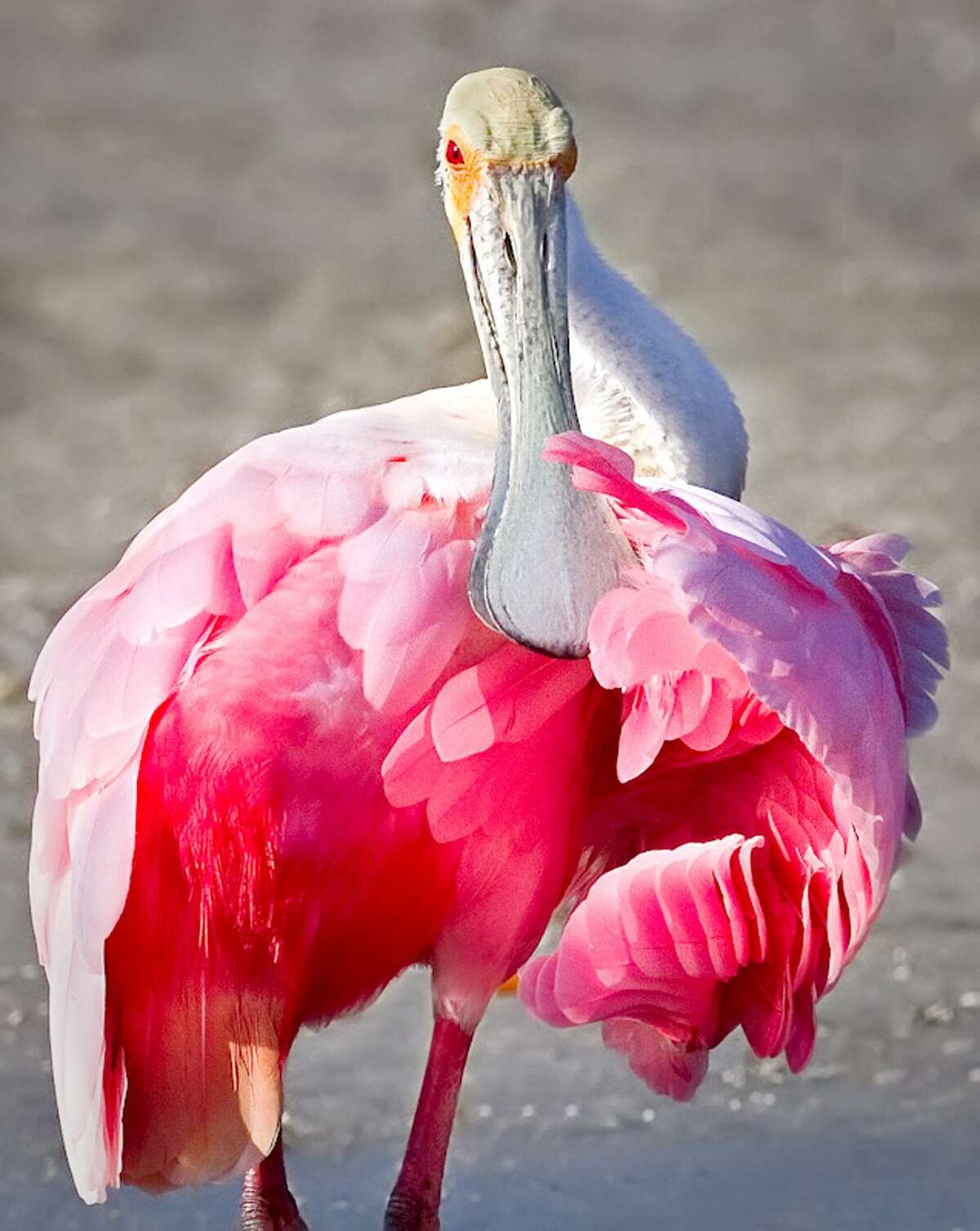 Roseate spoonbill, other birds spotted in area, make Audubon 2018 Birds ...