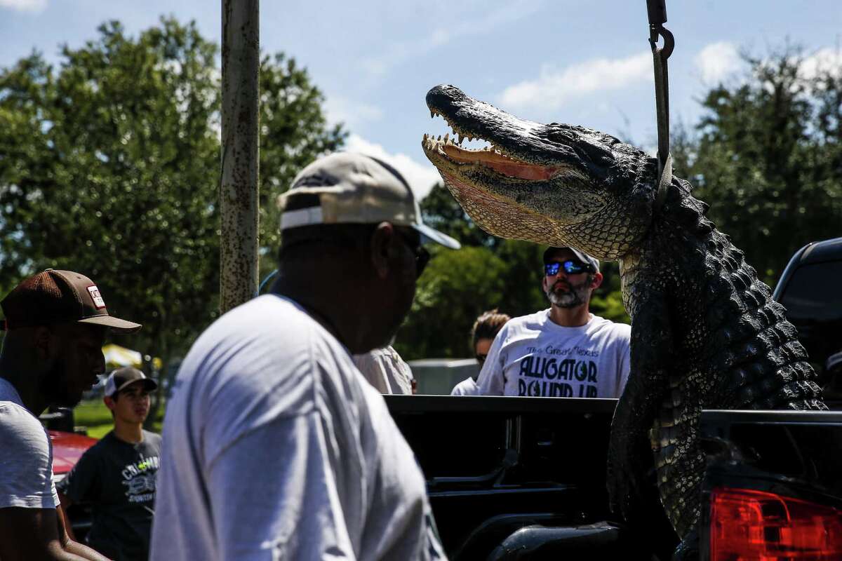 A day in the life of a Gator Queen