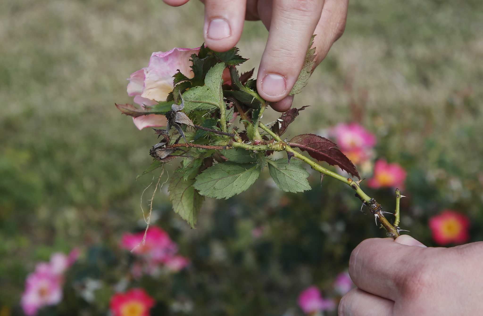 Disease dims future of roses