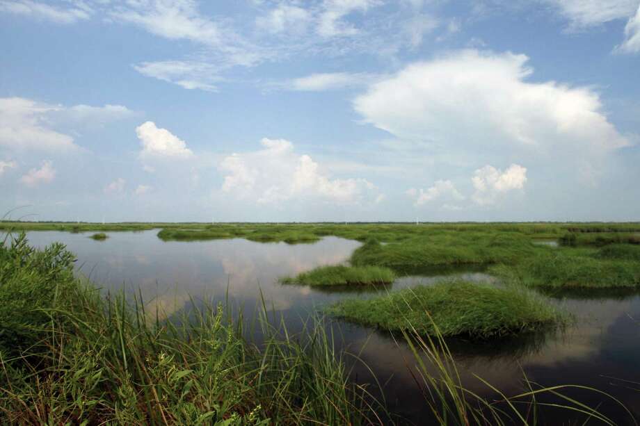 Marsh restoration project shows signs of life - Houston Chronicle