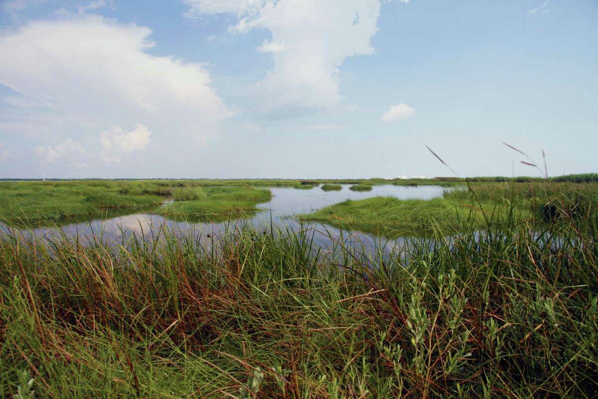 Marsh restoration project shows signs of life
