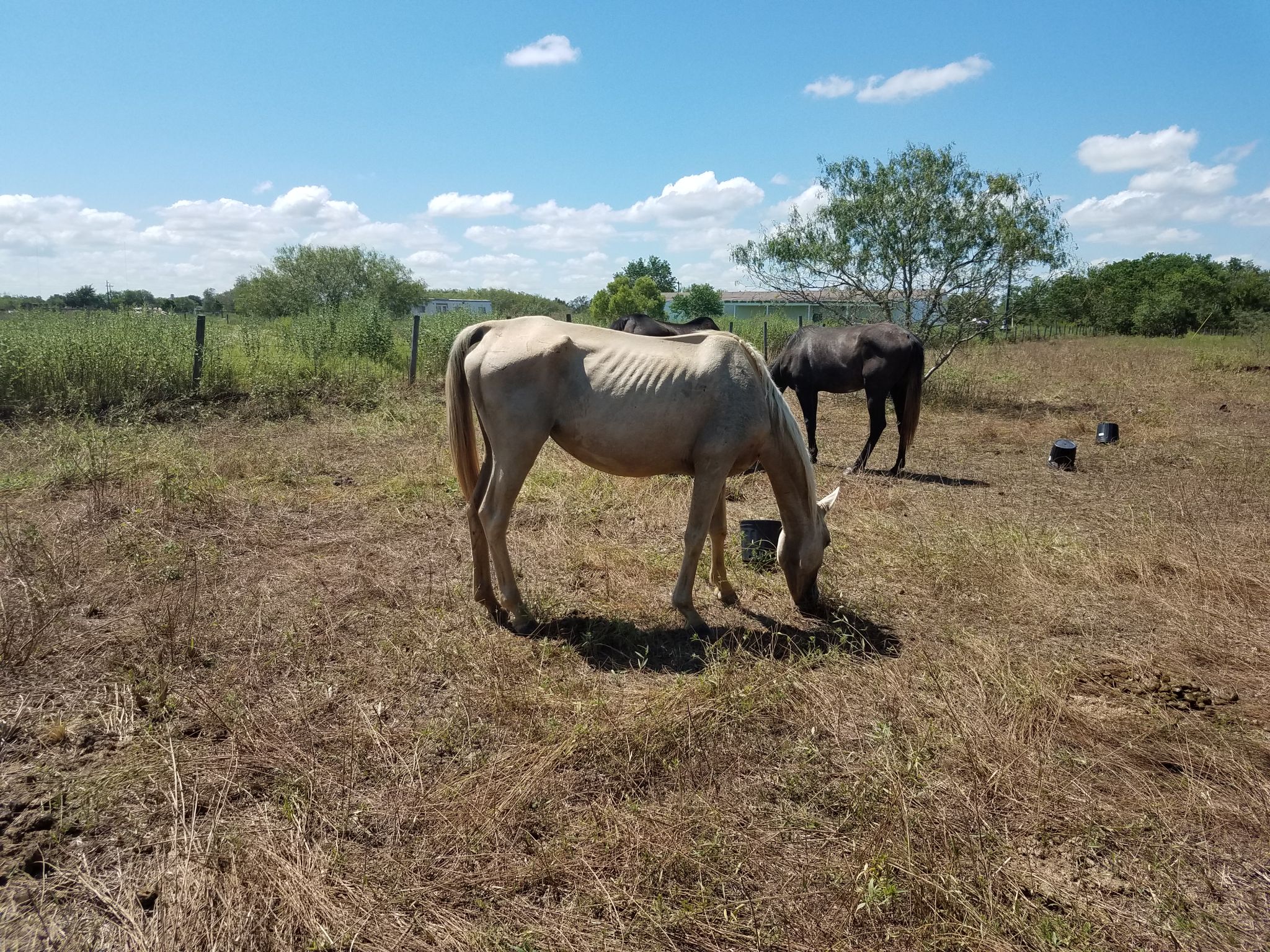 Officials rescue 8 emaciated horses from Waller County property