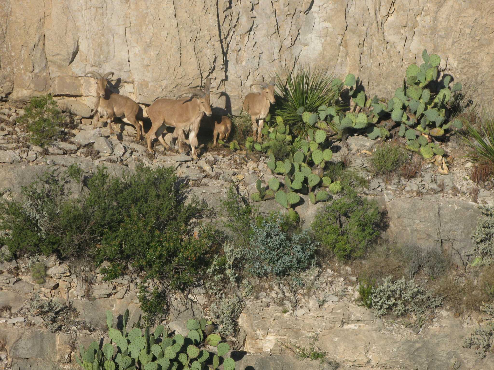 Aerial shooting in Big Bend State Park spooks hikers