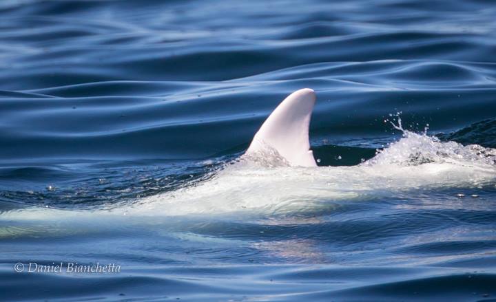 Delfín Mular Albino