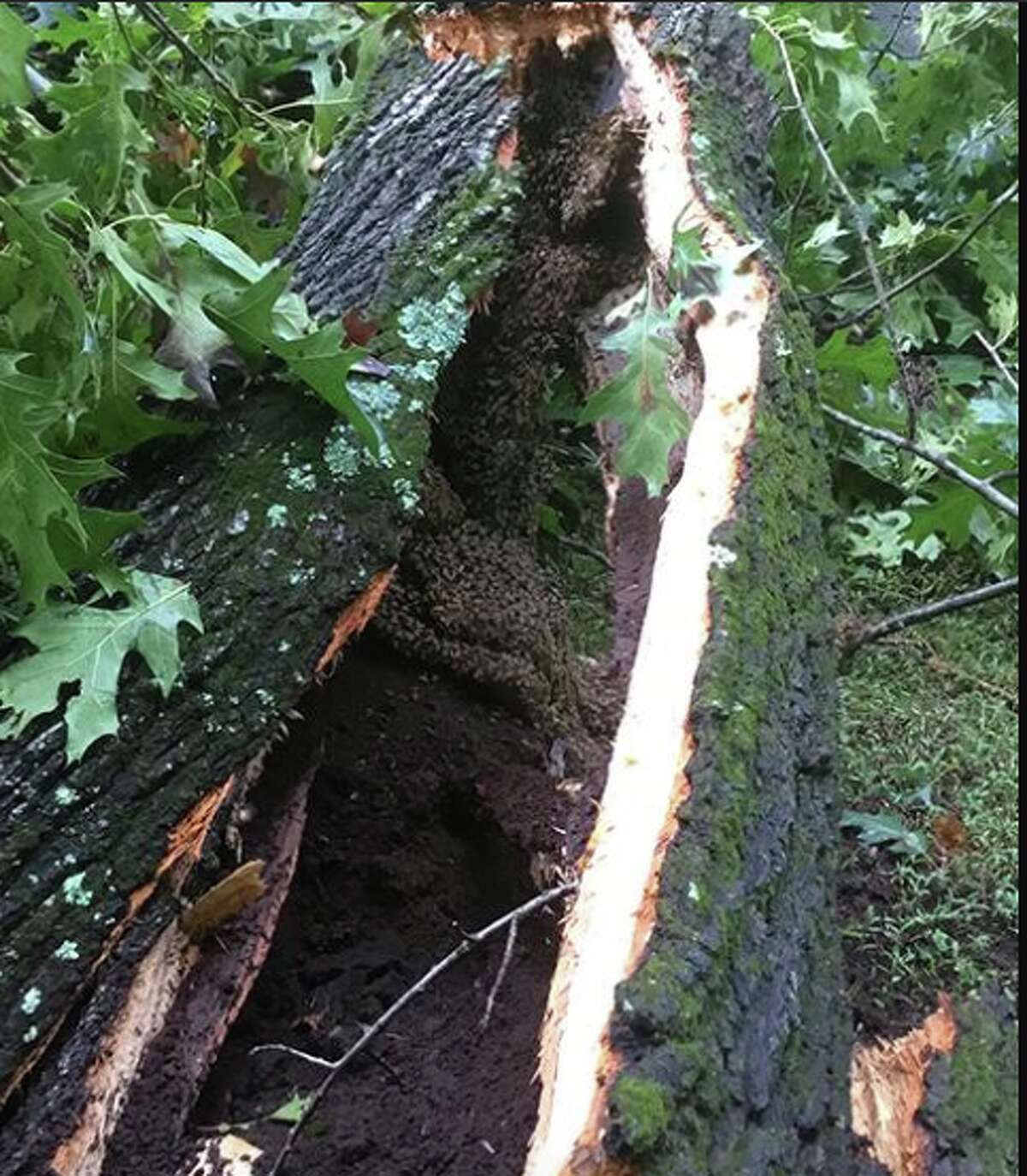 Tornado reveals tree full of 70,000 angry bees
