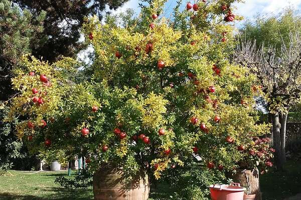 Rich history of the pomegranate, plus a recipe - SFChronicle.com