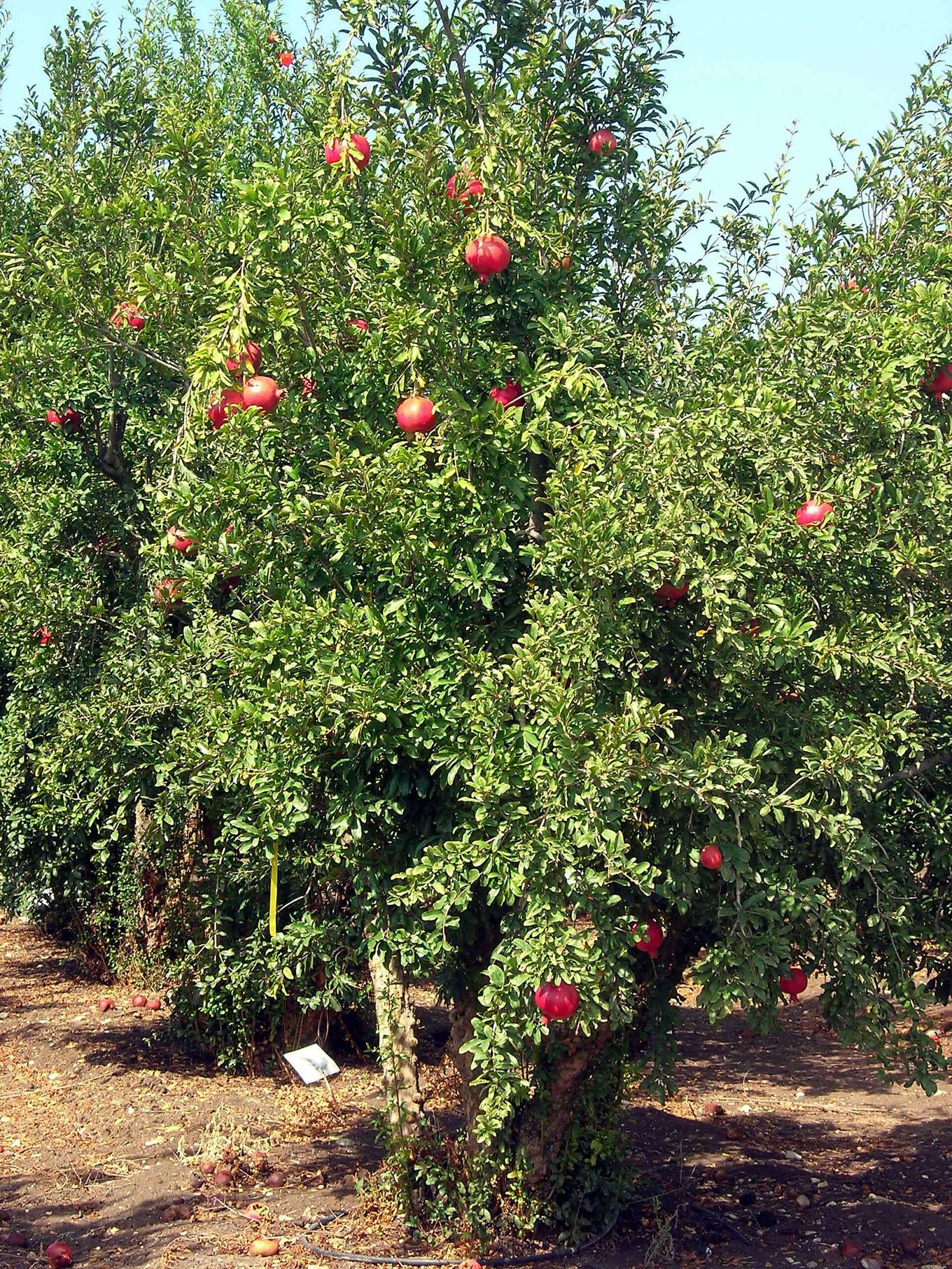 Rich history of the pomegranate, plus a recipe