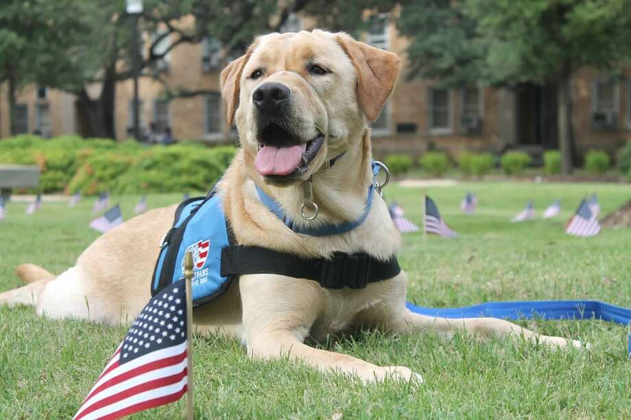 Pet Talk: September is National Service Dog Month - Houston Chronicle