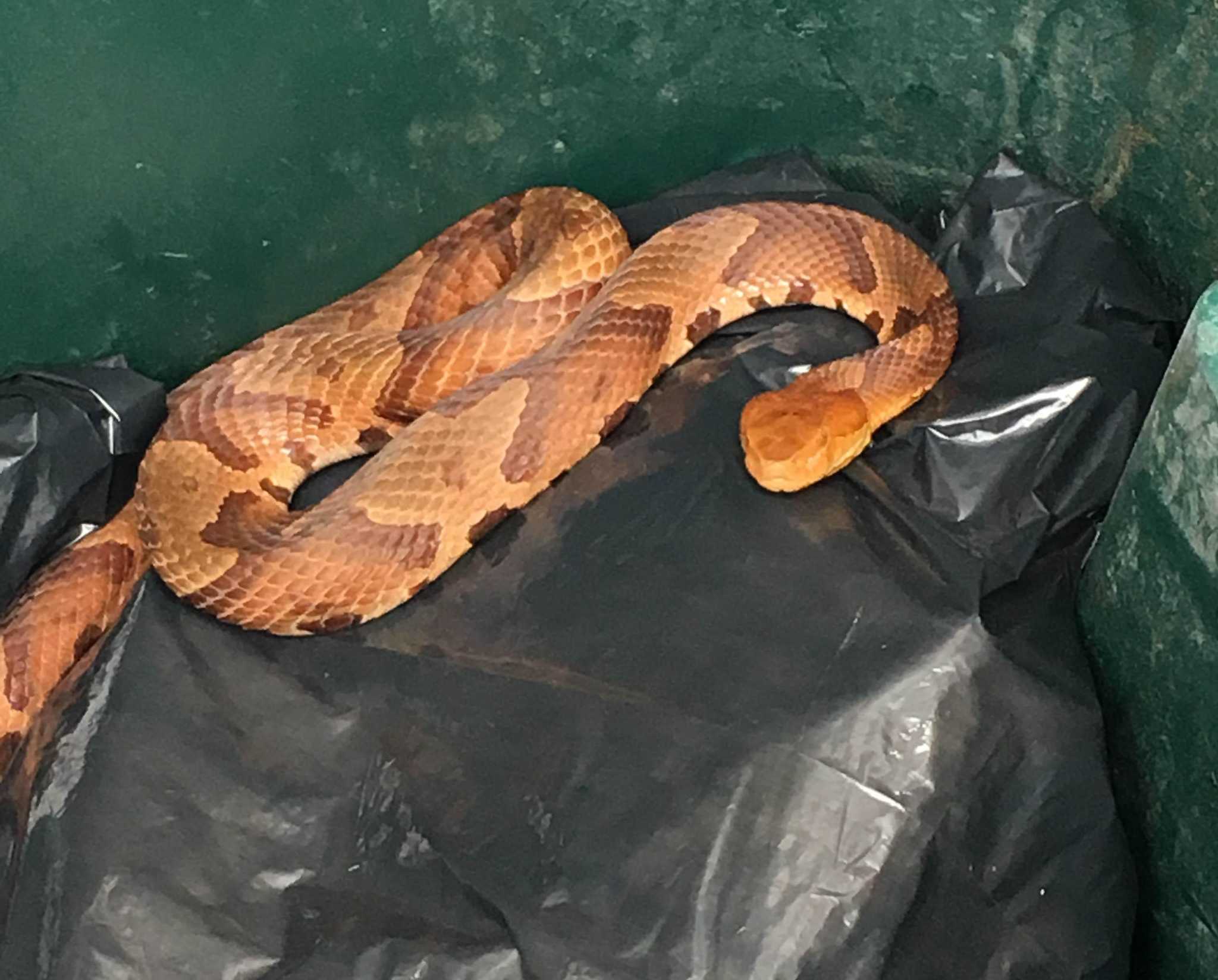 Snake found in Hamden man’s trash returned to West Rock Park