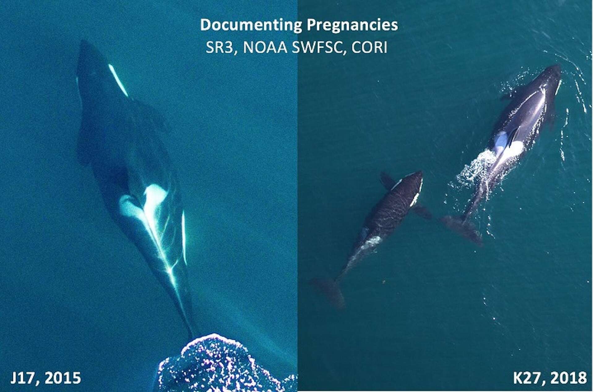 Photos show southern resident orca J17's health in decline