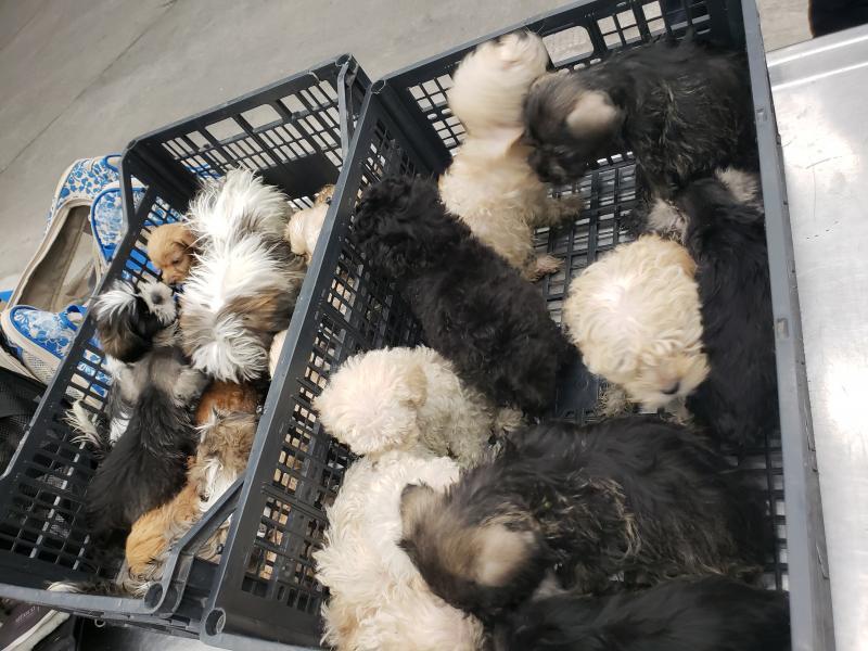 San Antonio man accused of smuggling 25 puppies into U.S. at Laredo ...