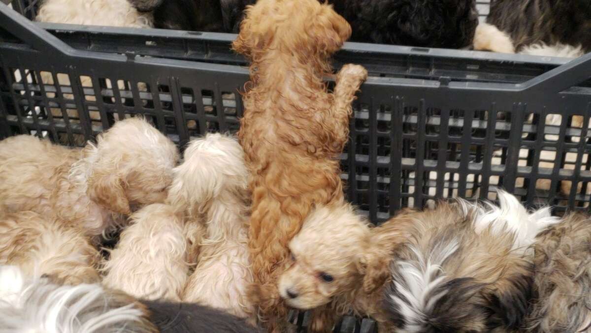 San Antonio man accused of smuggling 25 puppies into U.S. at Laredo ...