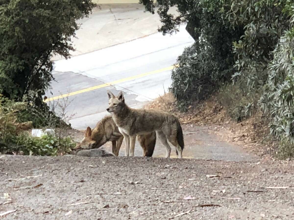 Two coyotes now call Bernal Hill home, and sometimes they 'frolic'