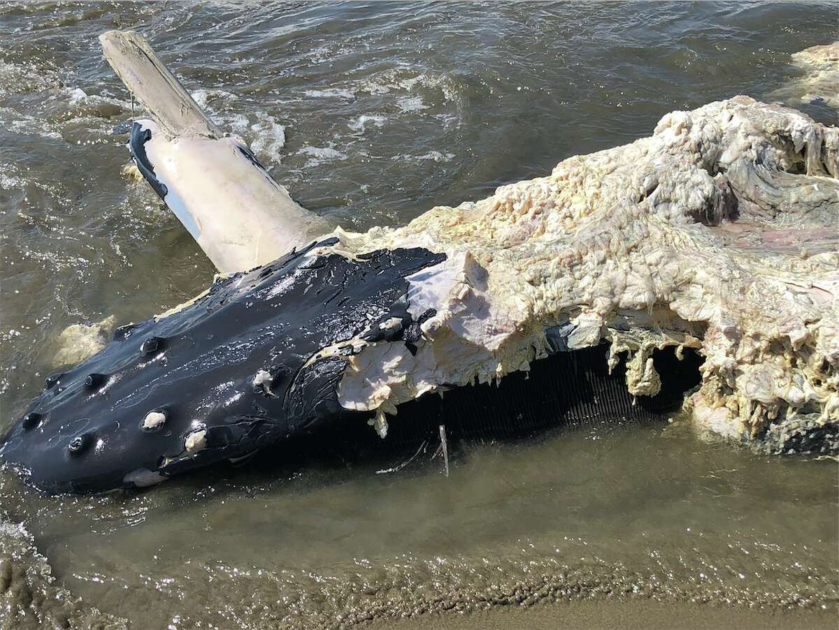 Dead sperm whale won't stay away from Hawaii beaches