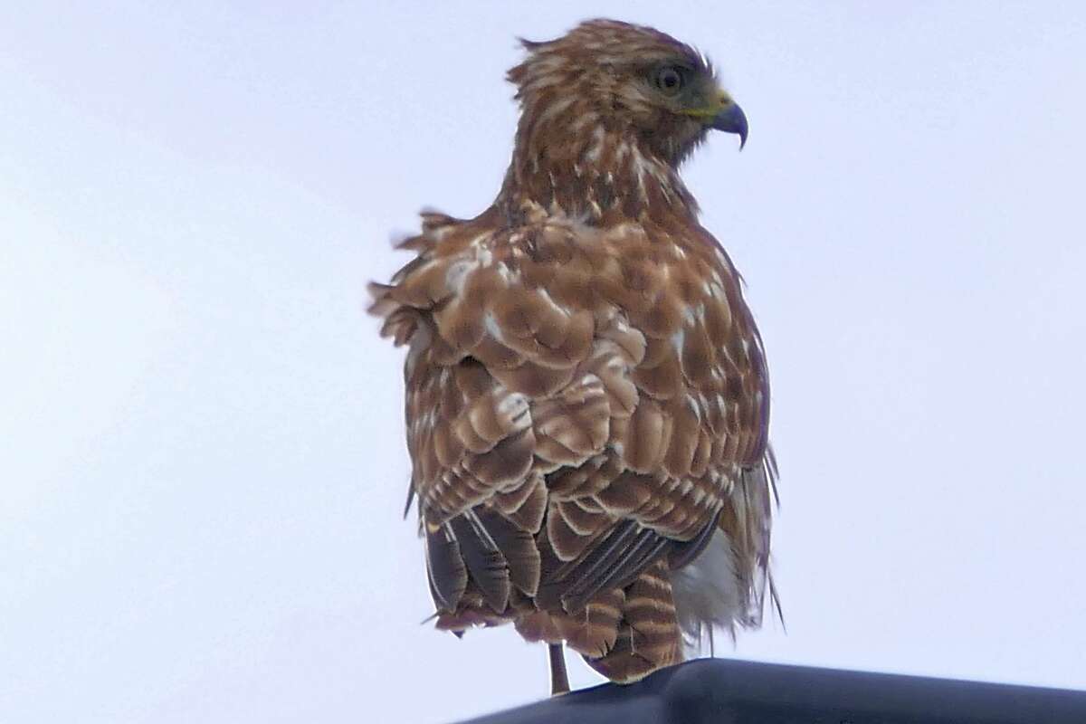 More whales spotted in Long Island Sound