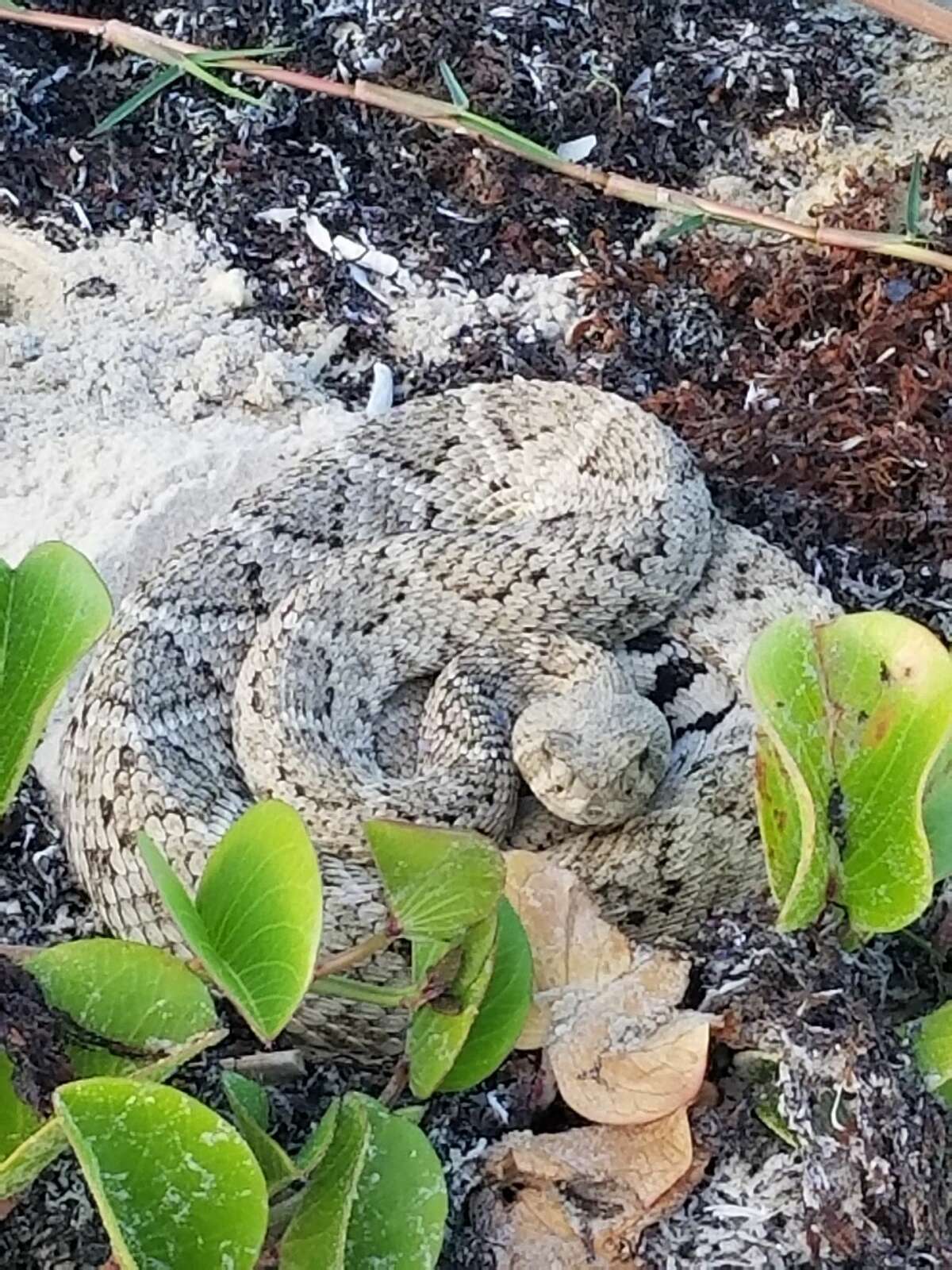 Padre Island National Seashore issues warning as photos show white ...
