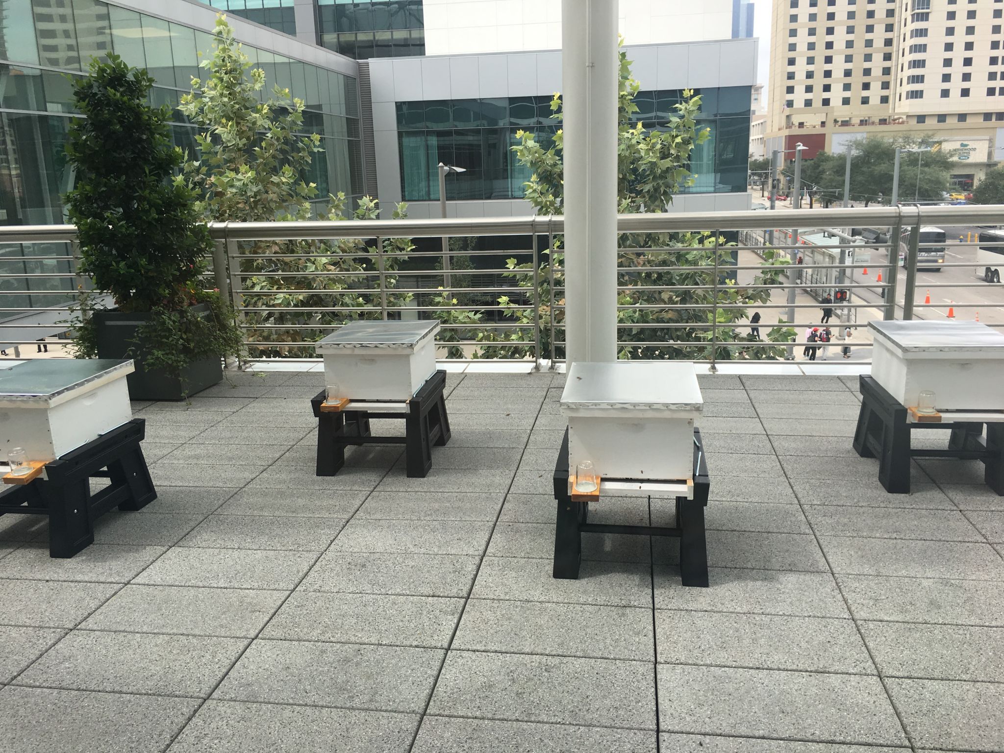 Meet the GRBees: Downtown convention center now has its own honey bee ...