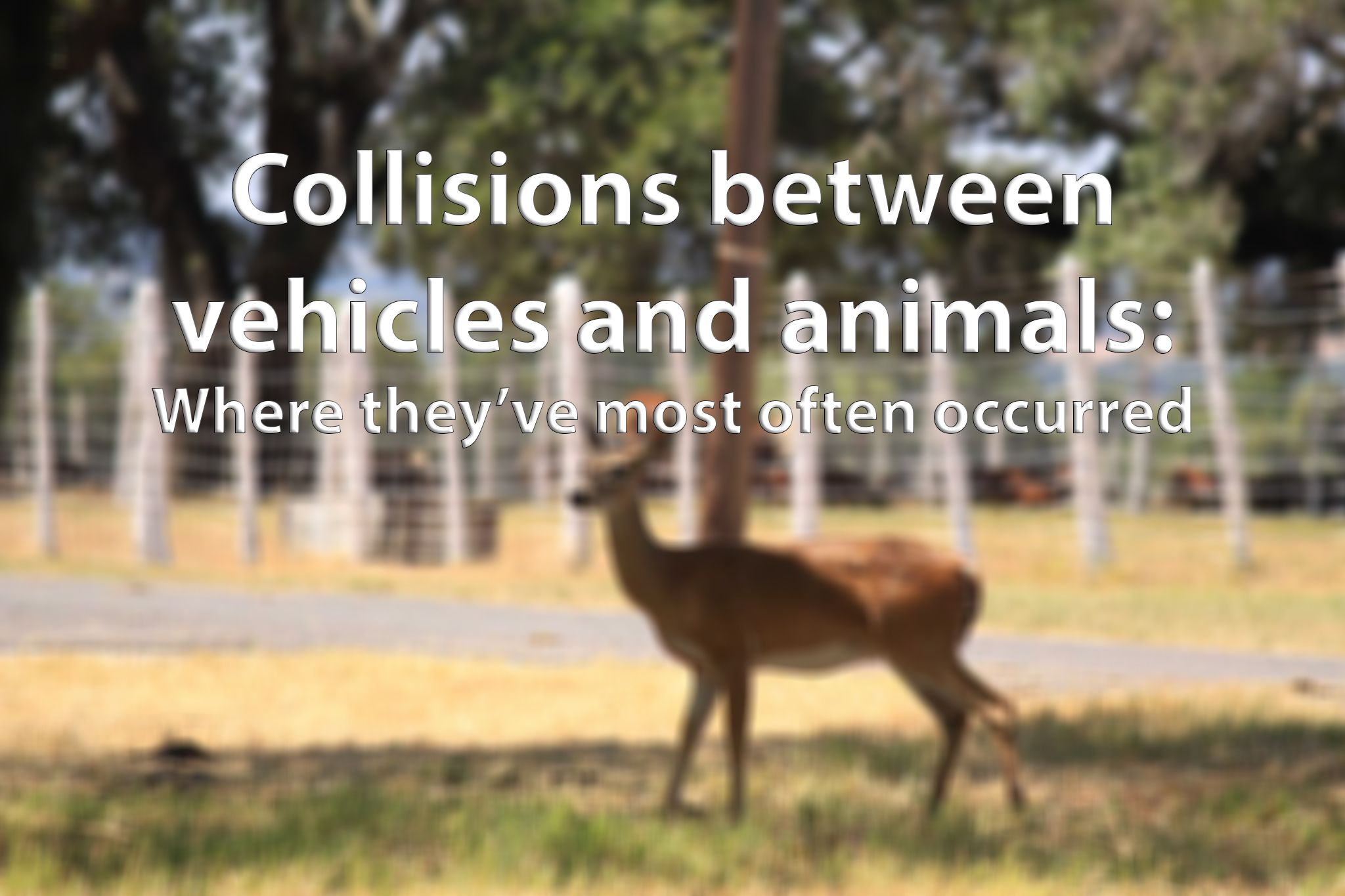 Here's where people most often crash into wild animals while driving in ...