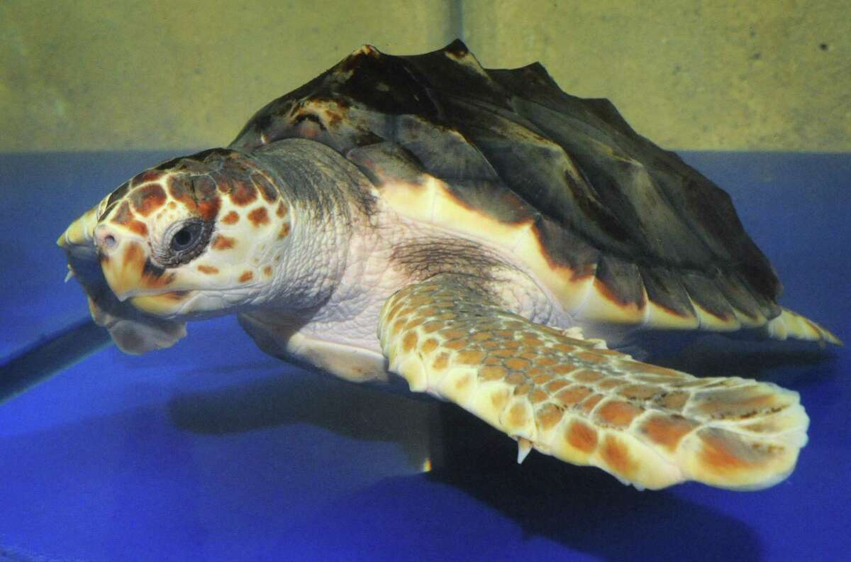 Props a deadly threat to Sound’s loggerheads