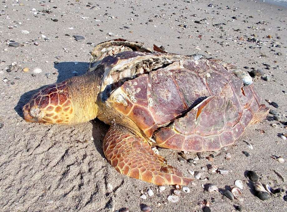 Props a deadly threat to Sound’s loggerheads - Connecticut Post