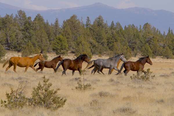 Roundup of 1,000 wild horses to begin in remote Northern California ...