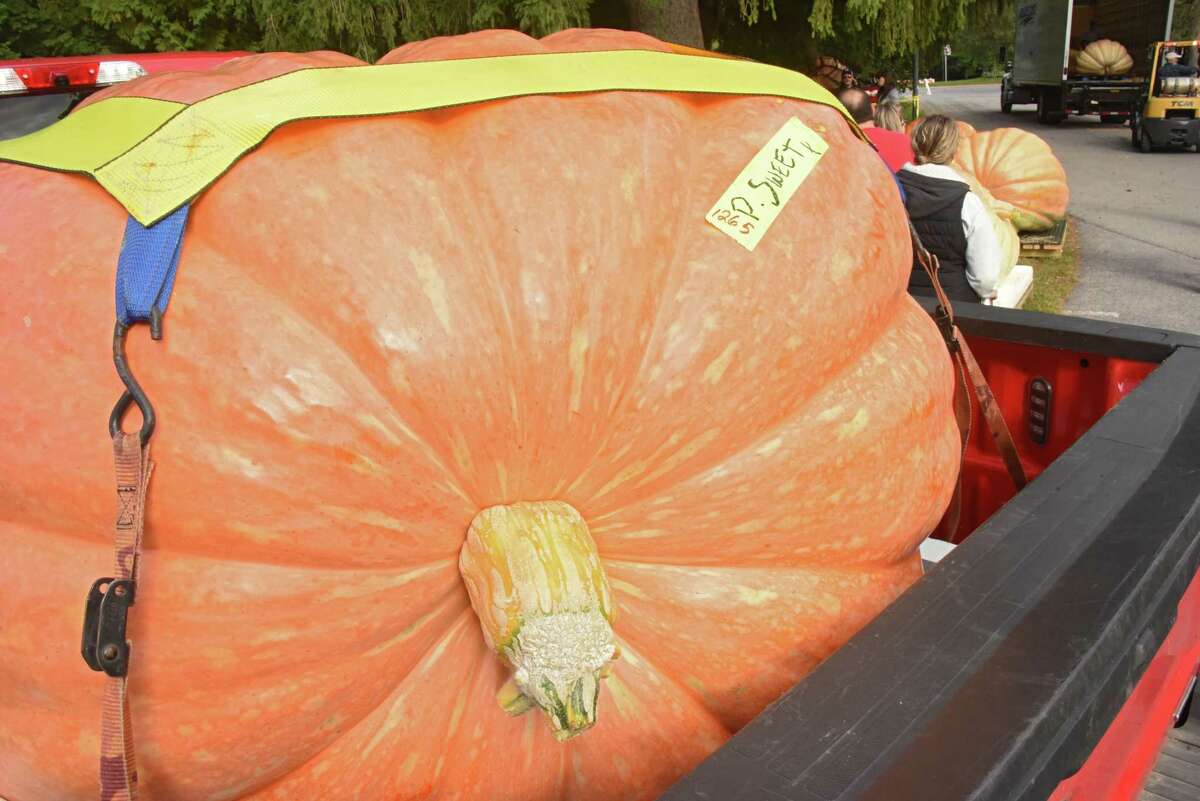 Here's what an 1,825-pound pumpkin looks like