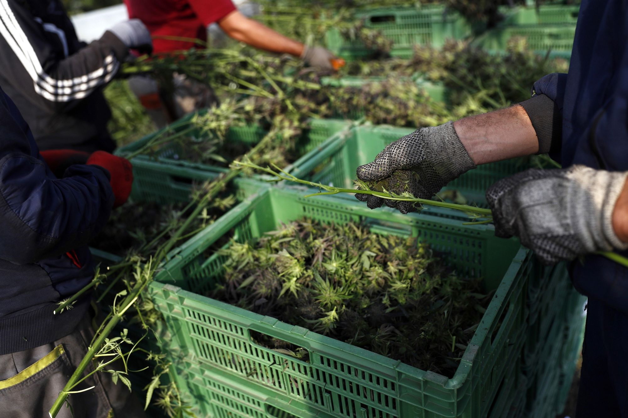 Meet the Entrepreneur Selling Weed In Non-Cannabis Stores Across Europe