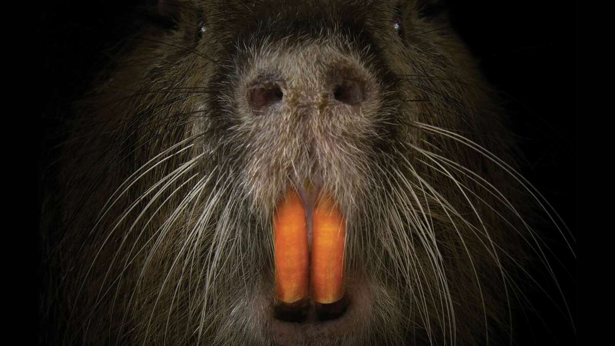 300th nutria killed in California as officials worry giant swamp rats ...