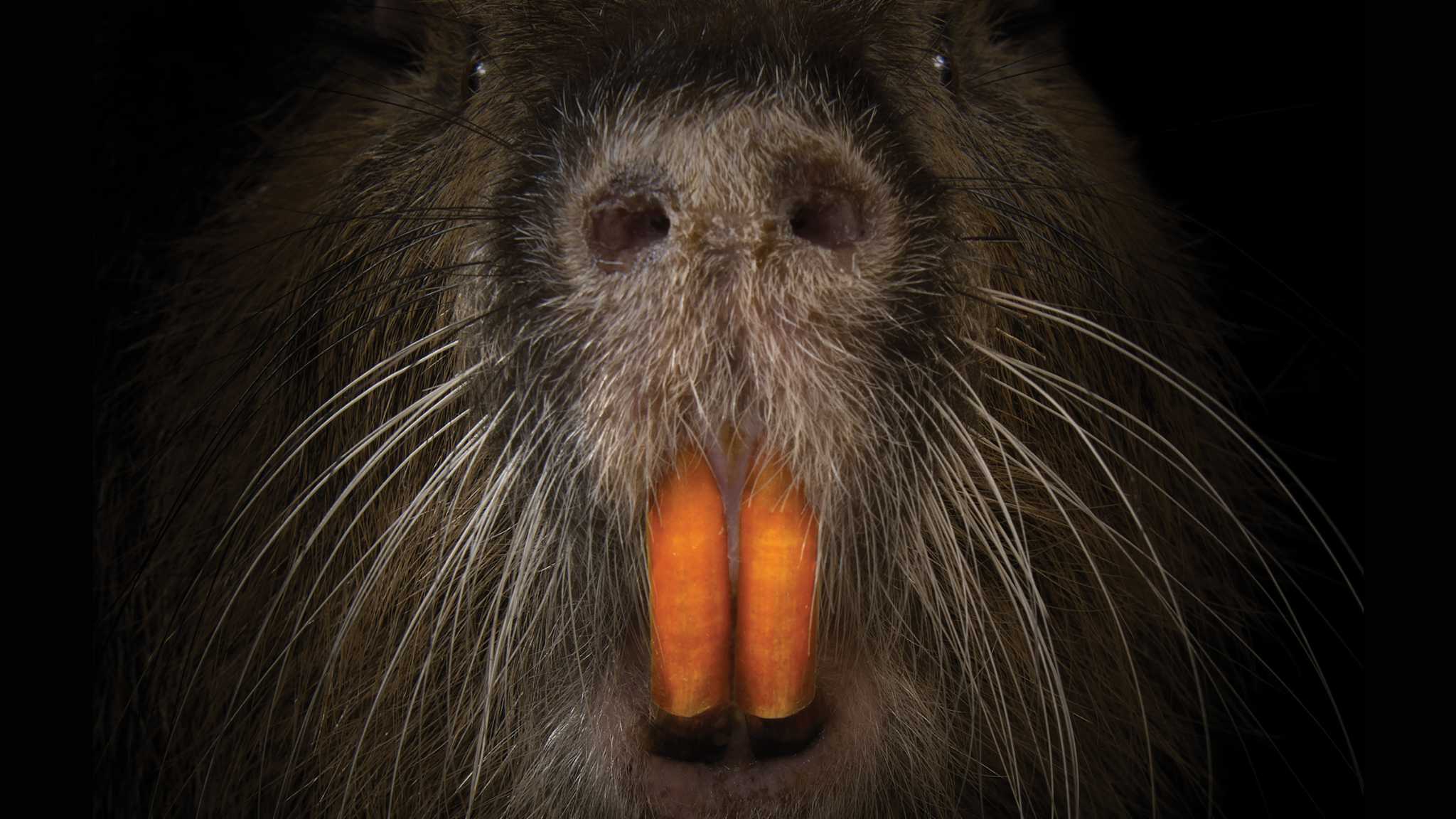 300th nutria killed in California as officials worry giant swamp rats ...