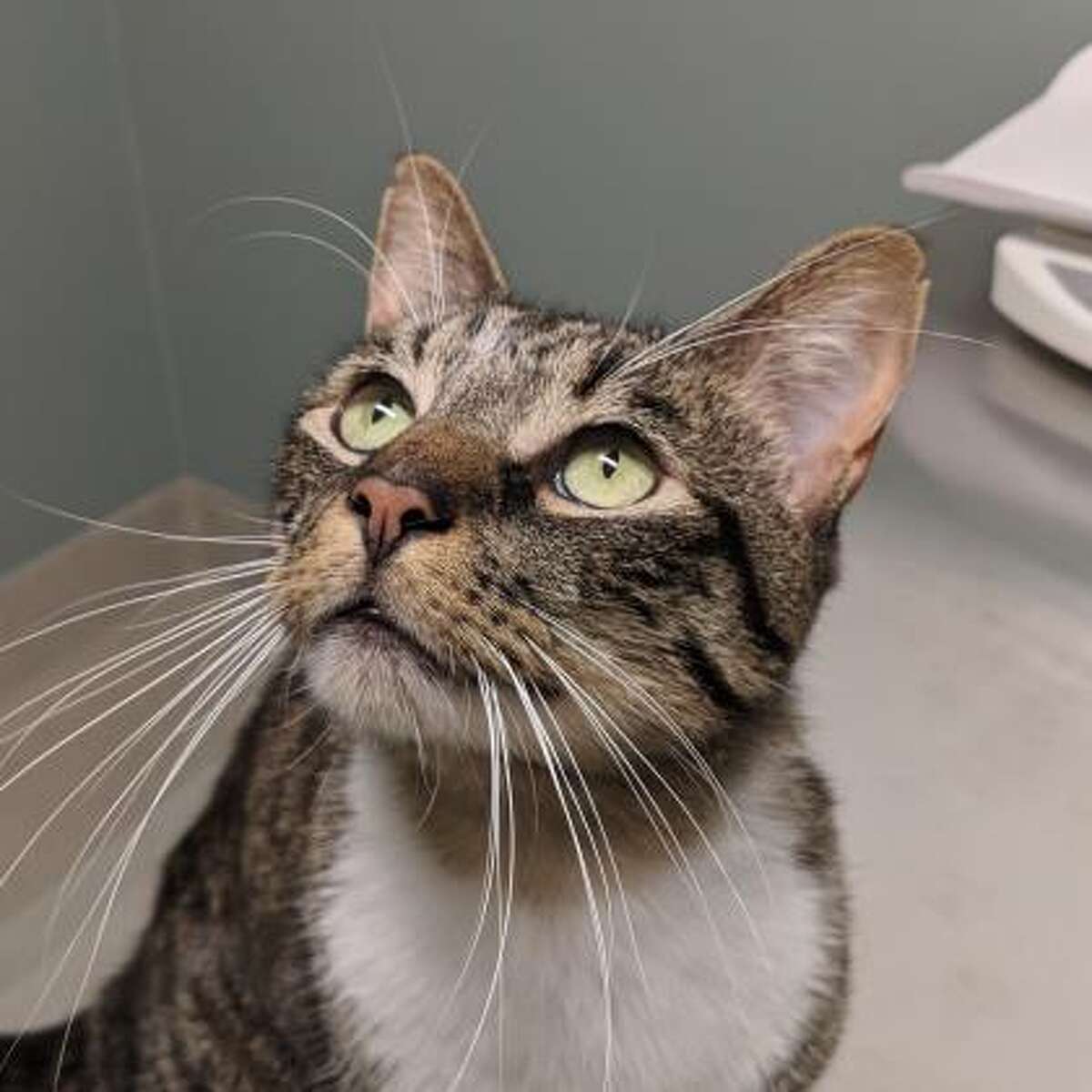 Photos: Adoptable pets at the Mohawk Hudson Humane Society