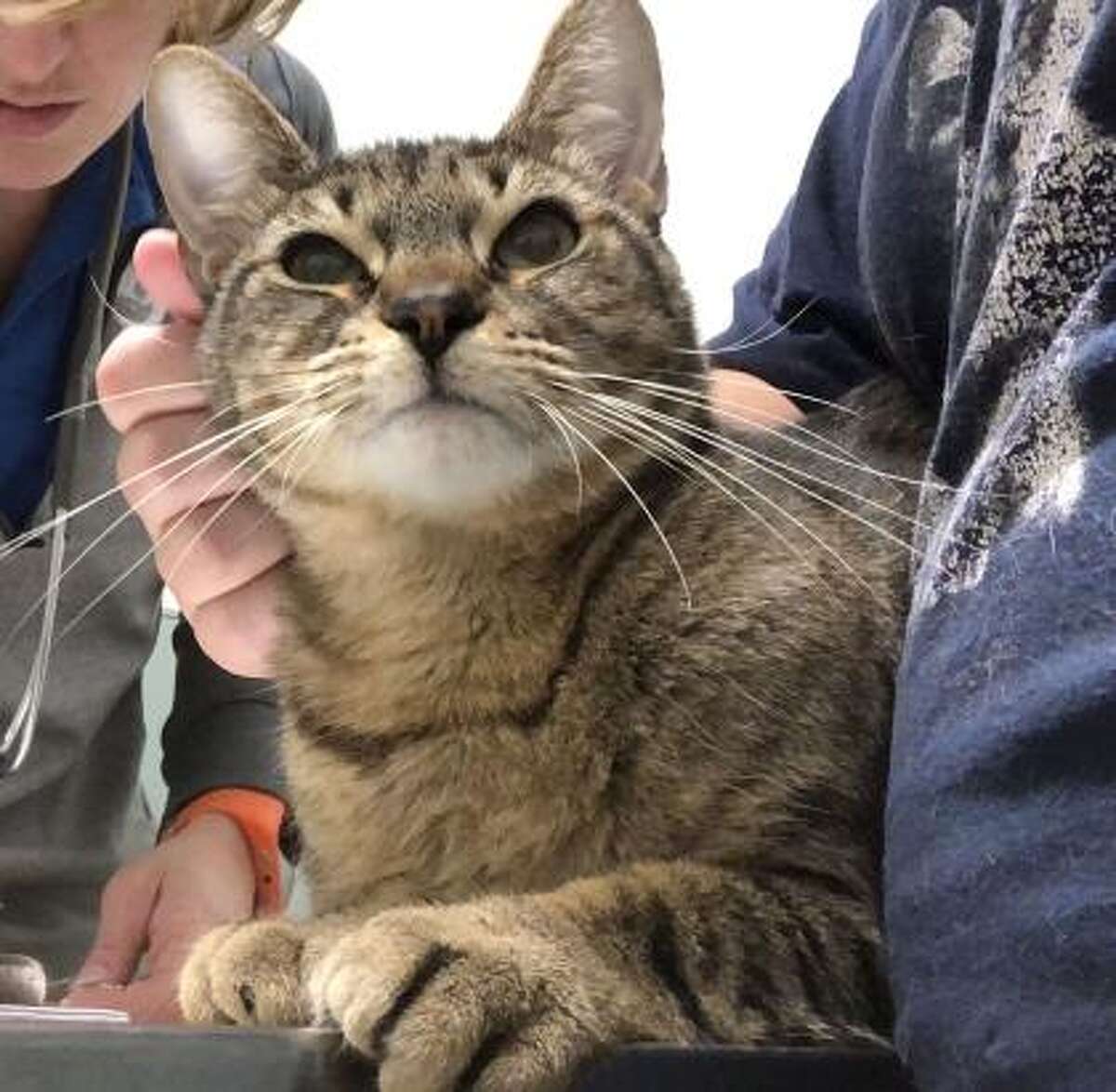 Photos: Adoptable pets at the Mohawk Hudson Humane Society